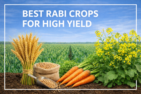 Best Rabi Crops for High Yield and Profit